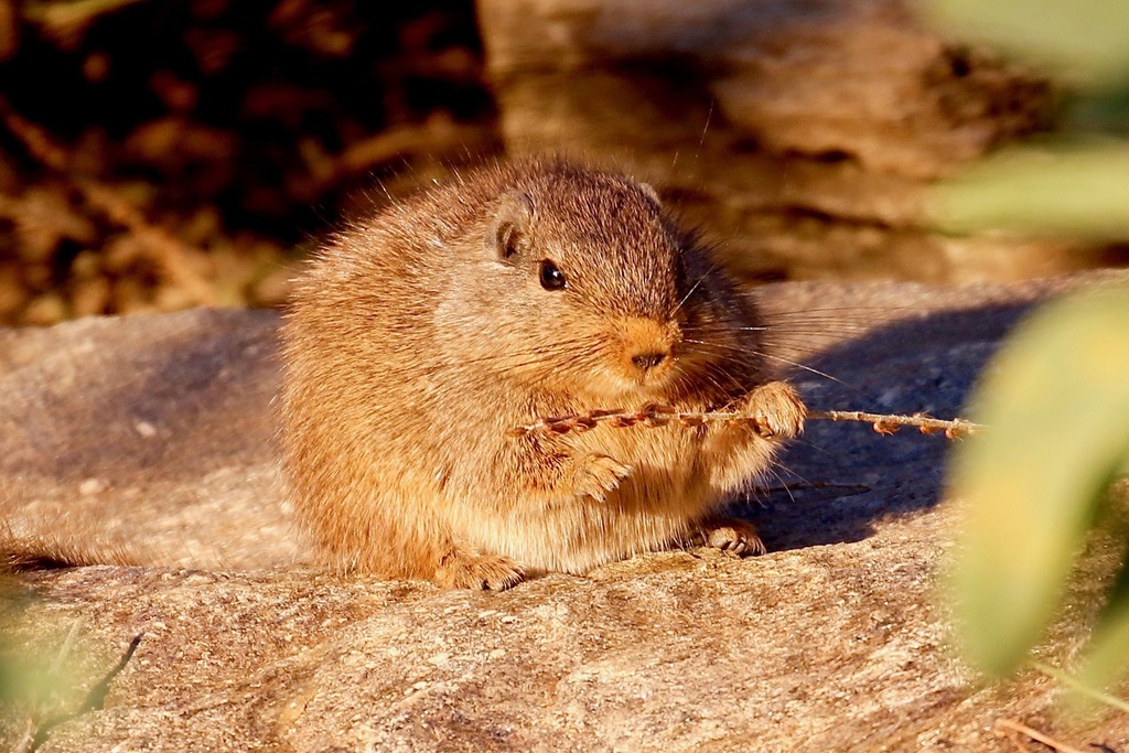 Ctenohystricans (Hystricomorpha) - Know Your Mammals