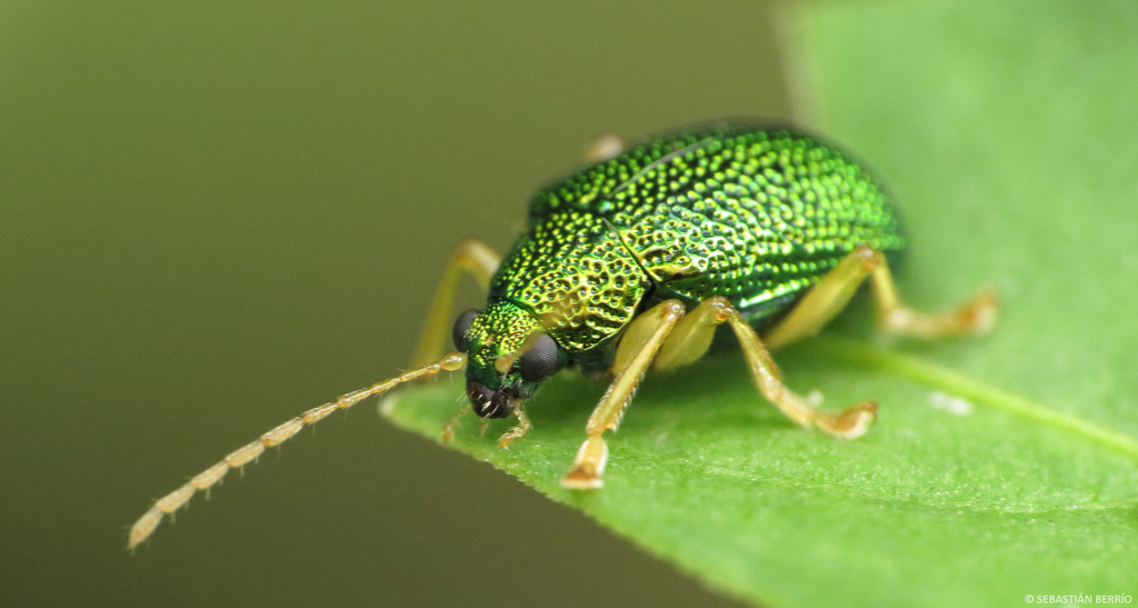 Colaspis (Diversidad de biota en El Ponchito) · iNaturalist
