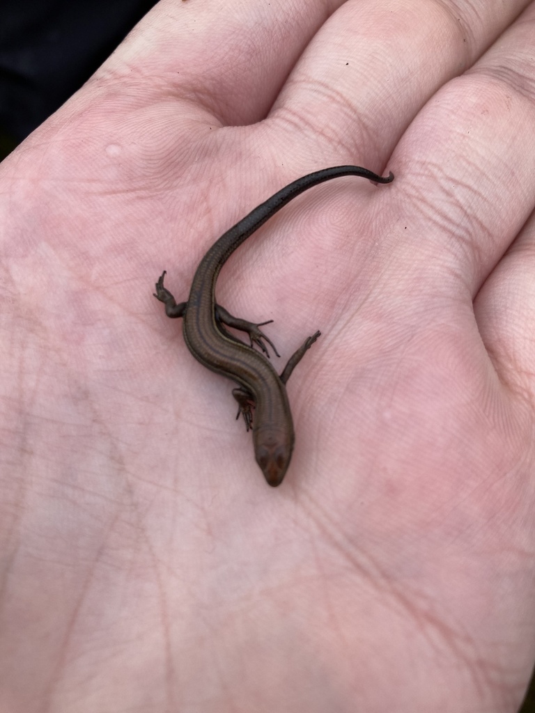 Alpine Bog Skink from Yarra Ranges National Park, Marysville, VIC, AU ...