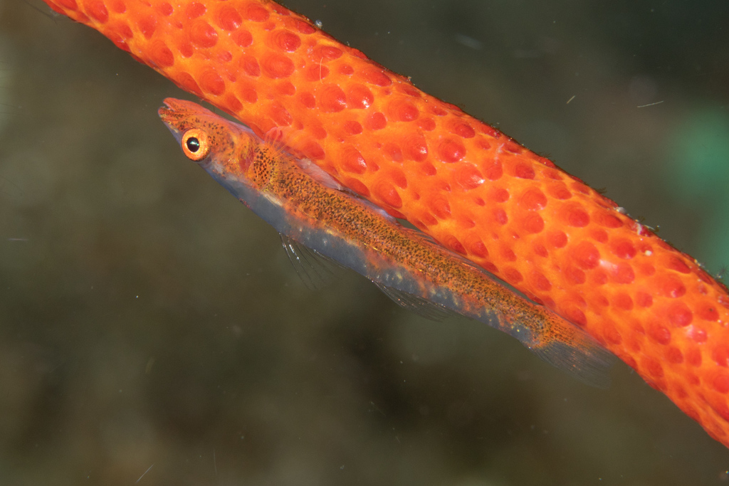 Loki Whipgoby (Bryaninops loki) - Marine Life Identification
