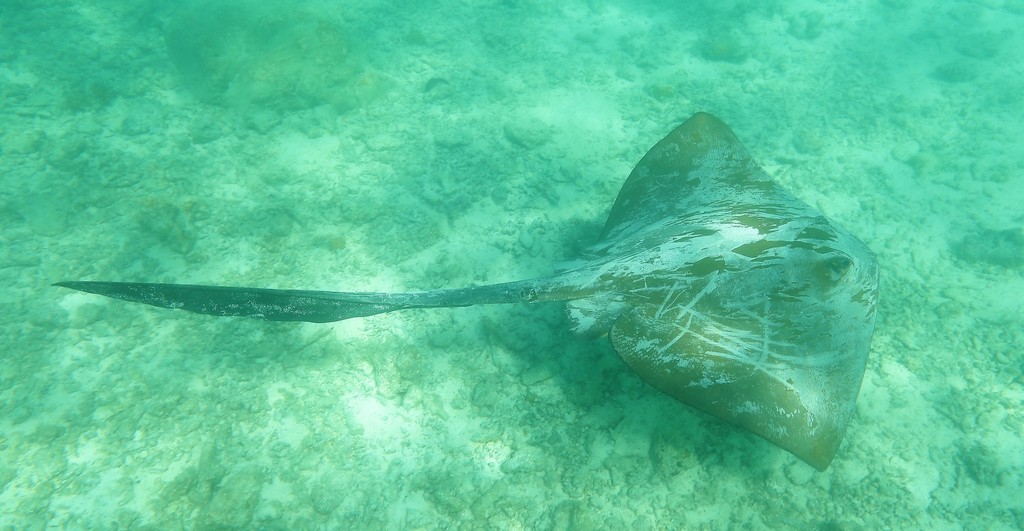 Broad Cowtail Stingray from Heron Island, Queensland 4805, Australia on ...