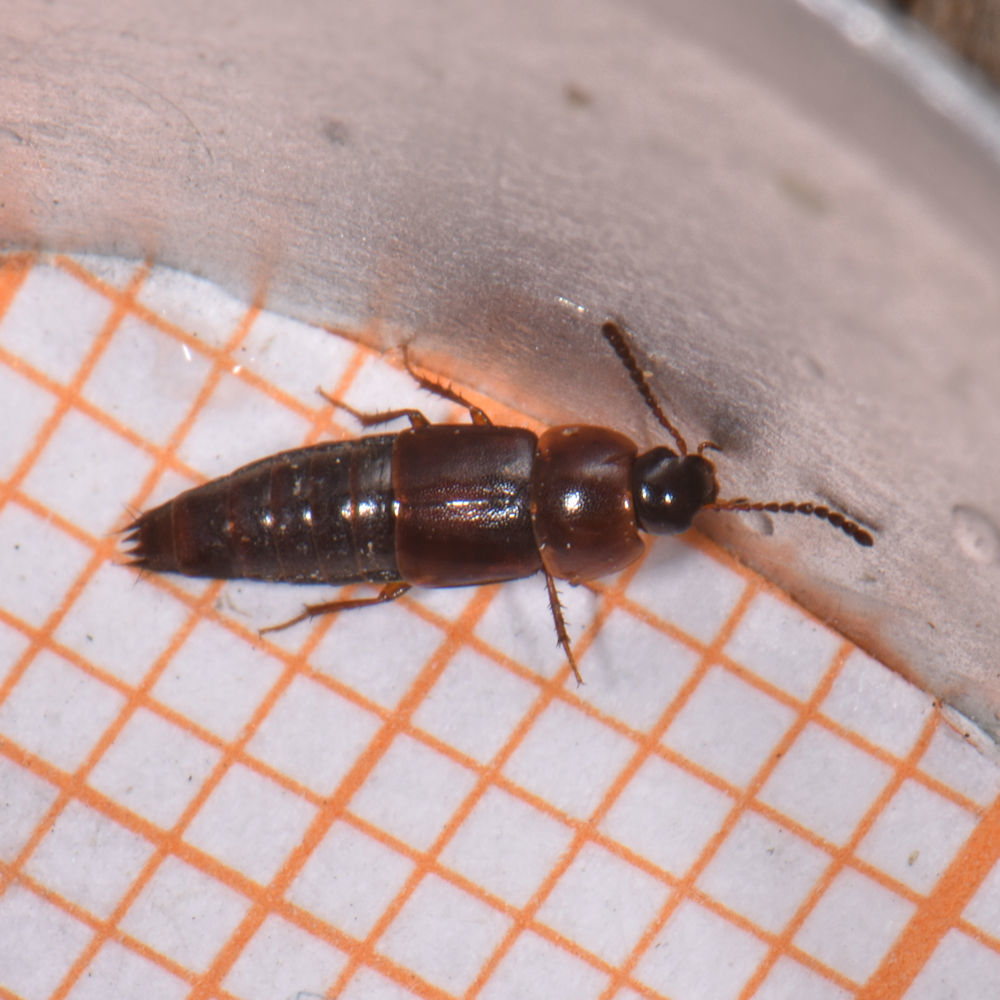 Tachinus corticinus from Waterloo, ON, Canada on April 19, 2022 at 02: ...