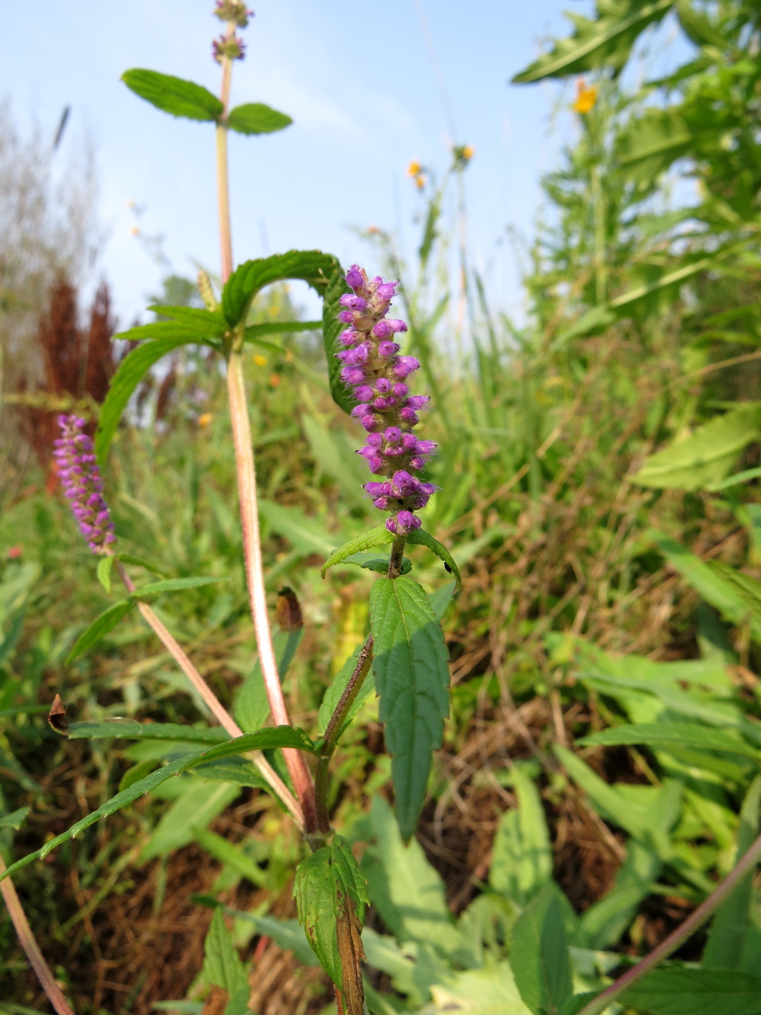 Elsholtzia densa Benth.