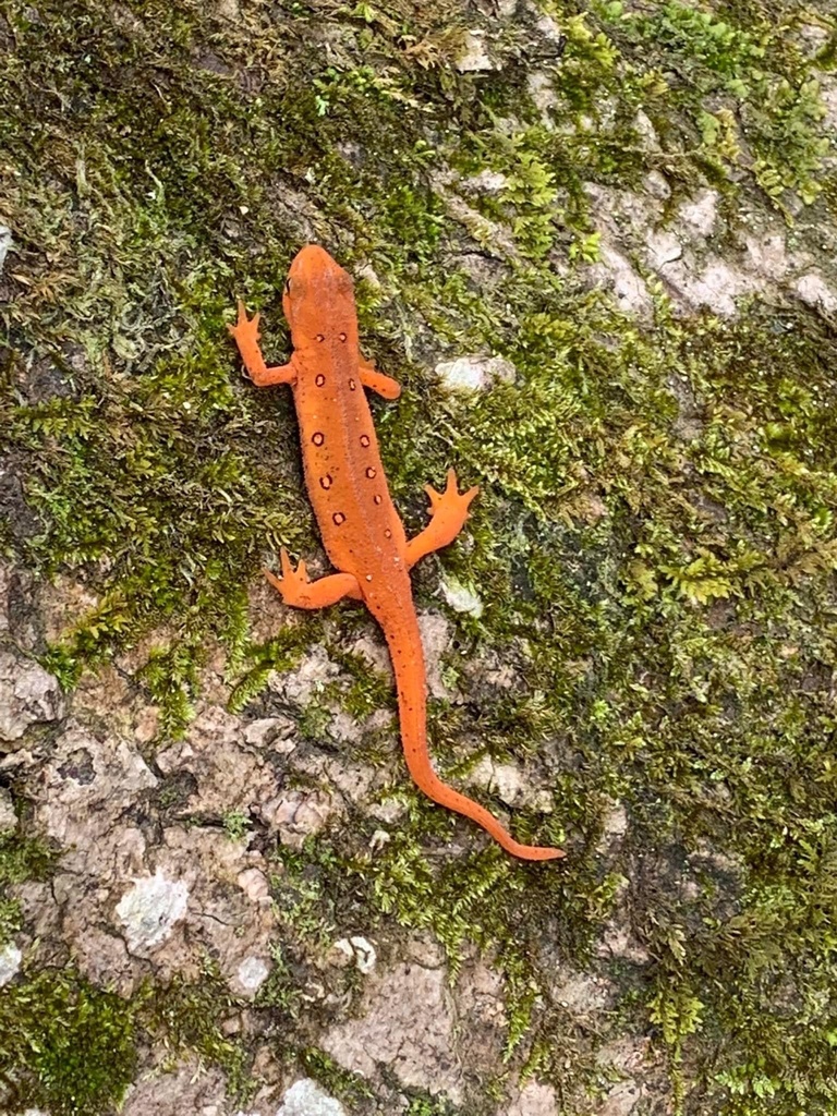 Eastern Newt from Anglin Falls Dr, Nancy, KY, US on April 16, 2022 at ...