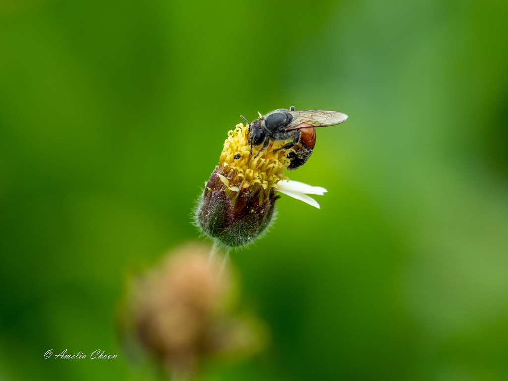 Red Dwarf Honey Bee from Marine Parade, Singapore on January 1, 2022 at ...