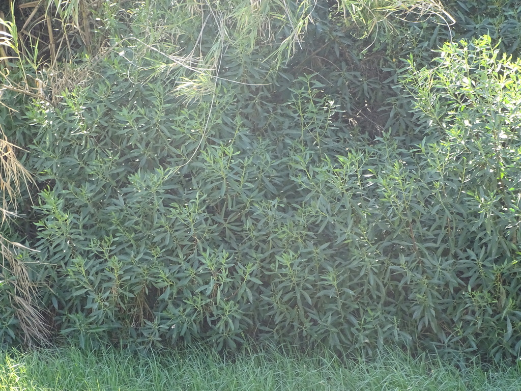 common boobialla from Eden, Western Cape, South Africa on April 18 ...