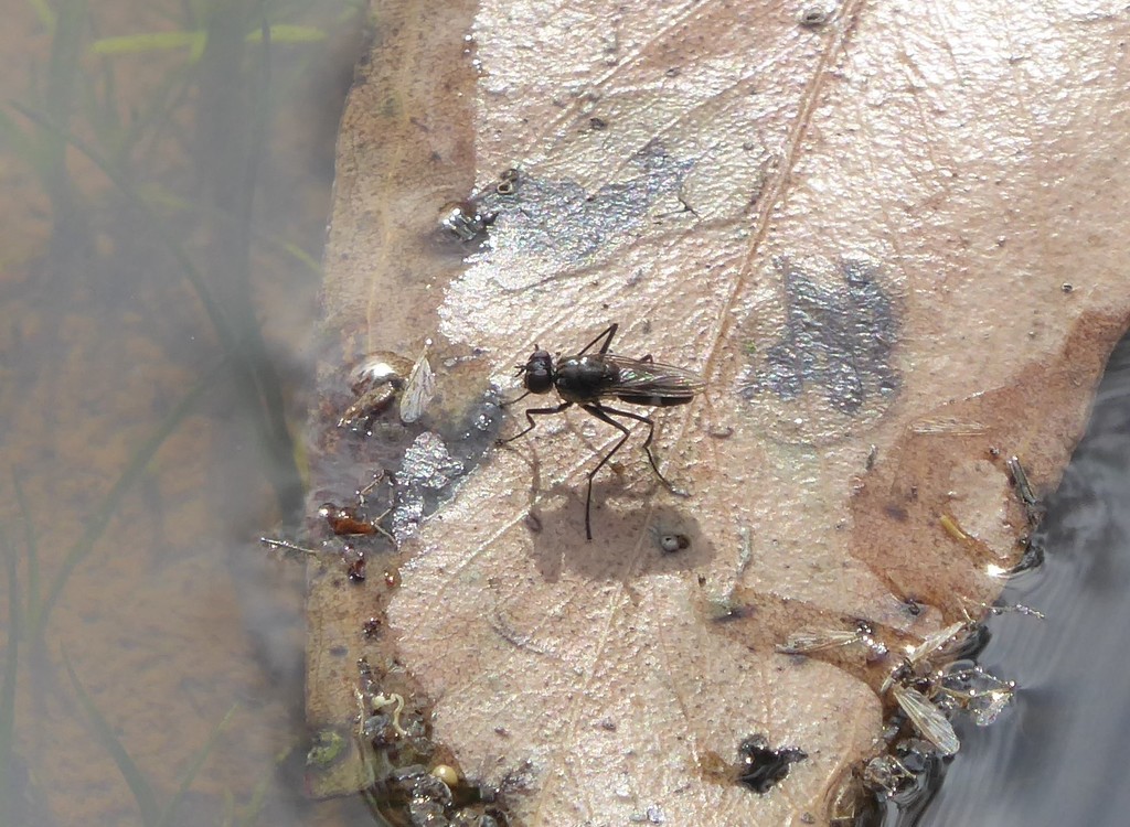 Lispe from Epsom VIC 3551, Australië on March 14, 2022 at 04:21 PM by ...