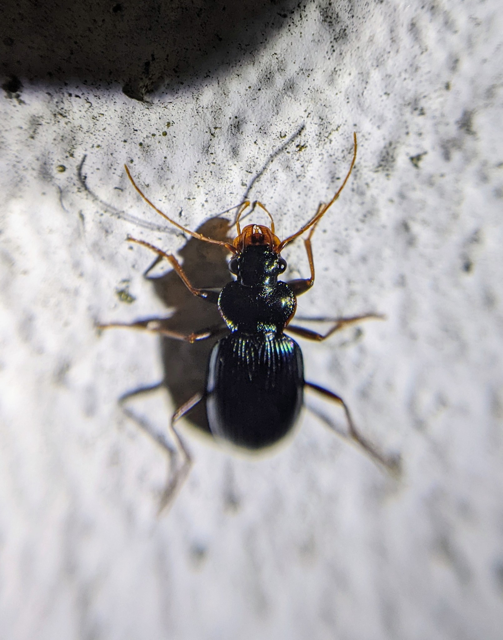 Leistus spinibarbis (Fabricius, 1775)