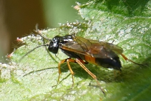 Broad-girdled Spindler (Allantus laticinctus) · iNaturalist
