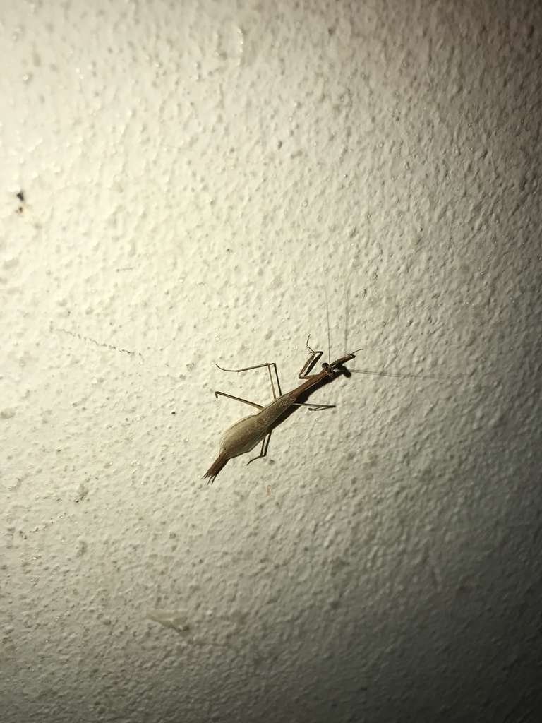 Musonia remota from Parque Nacional Submarino La Caleta, Santo Domingo ...