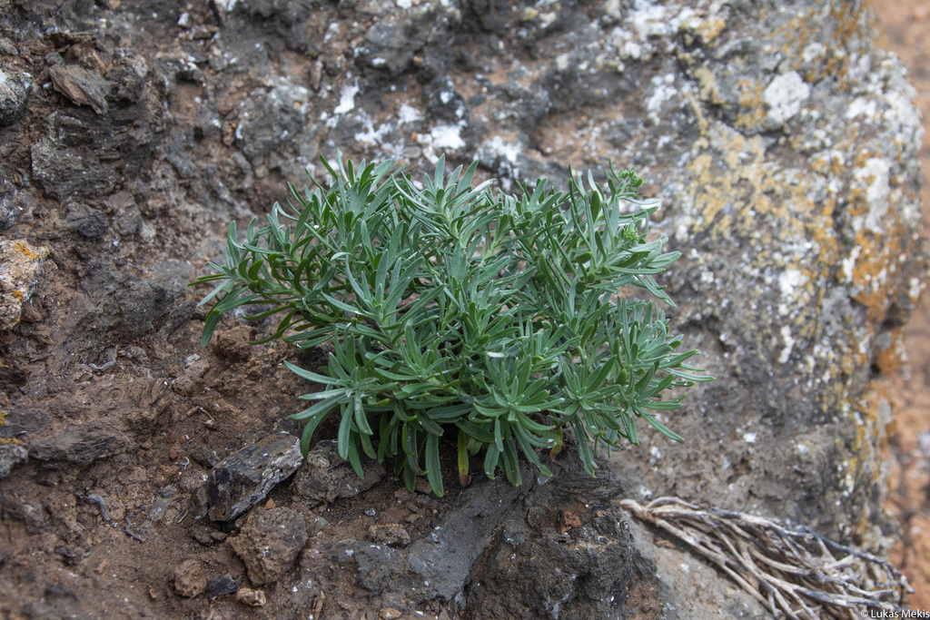 Nesocaryum stylosum from Valparaiso, Valparaíso, Chile on March 31 ...