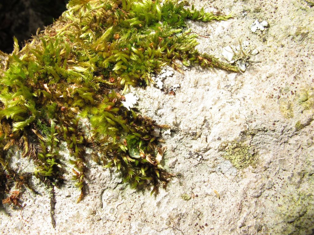 Silky Wall Feather-moss from La Coruña, España on April 19, 2022 at 04: ...
