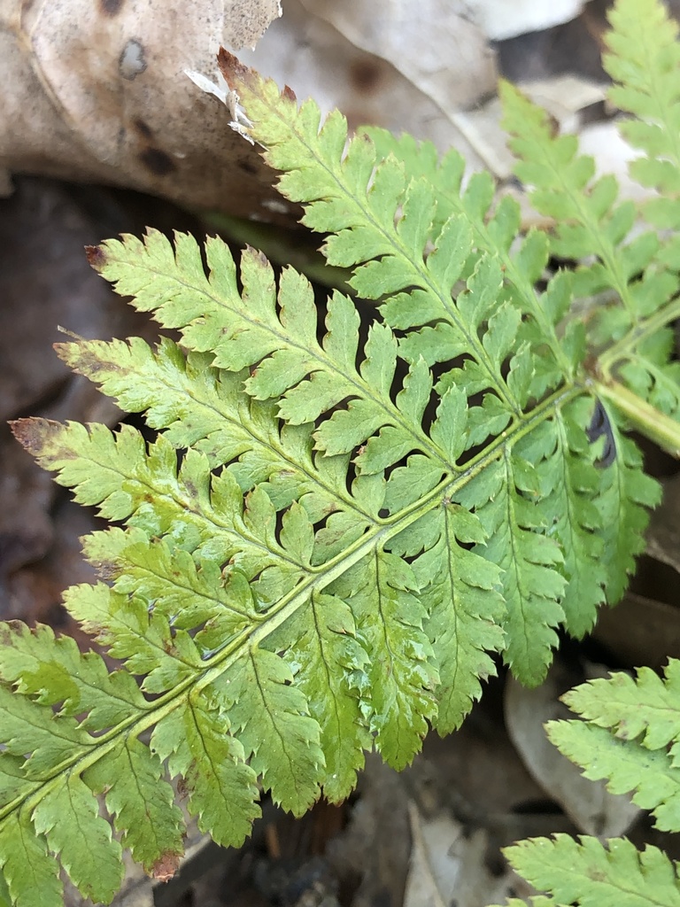 intermediate wood fern from Discovery Rd, Petersburg, PA, US on April ...