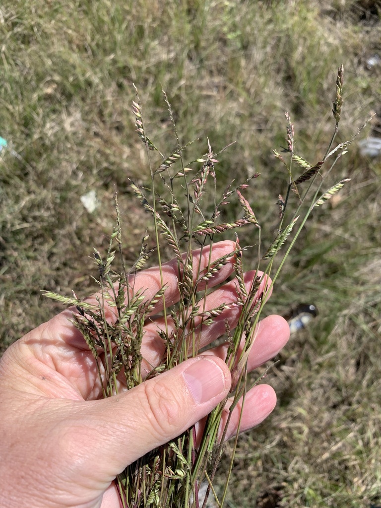 Liverseed Grass from N2, MP, ZA on April 20, 2022 at 10:44 AM by Dave ...