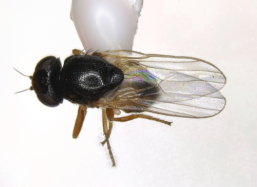 Liohippelates Eye Gnats (Liohippelates)