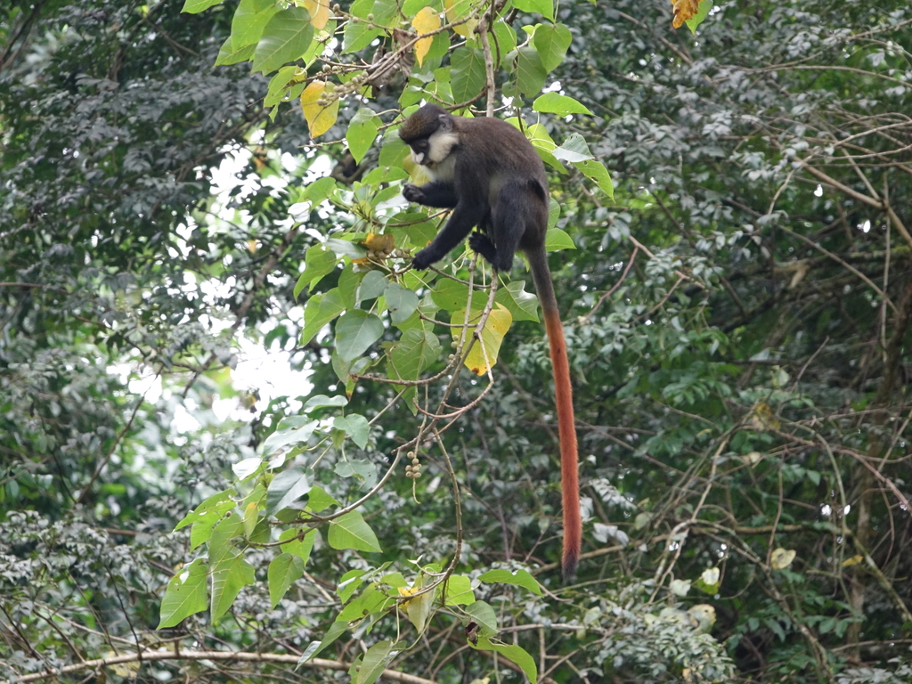 Schmidt's Red-tailed Monkey (Cercopithecus ascanius schmidti) - Know ...