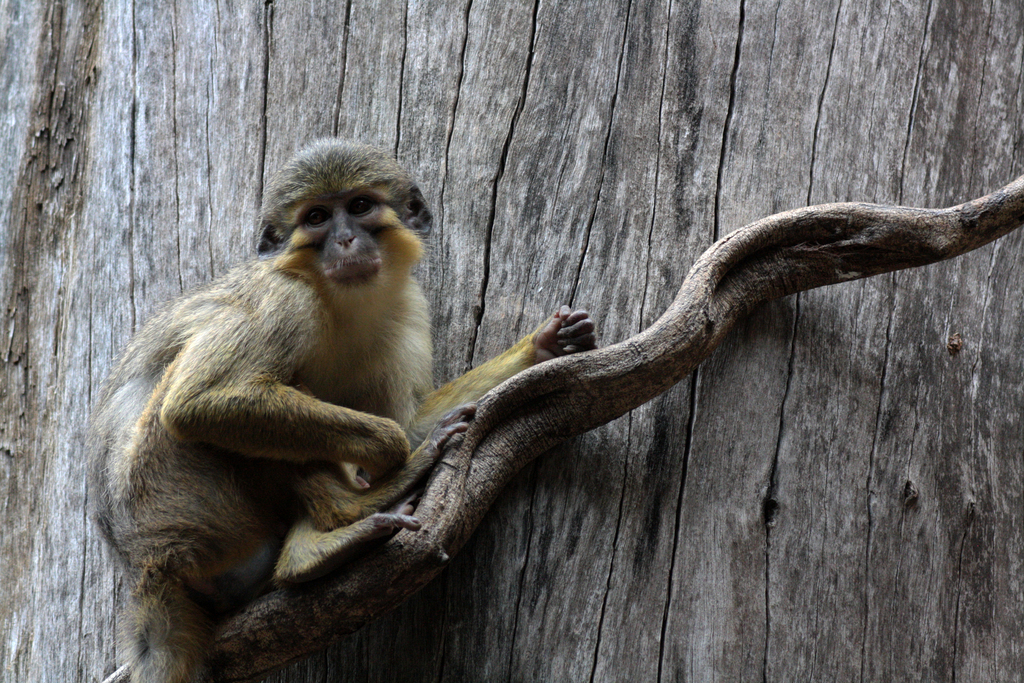 Northern Talapoin (Miopithecus ogouensis) - Know Your Mammals