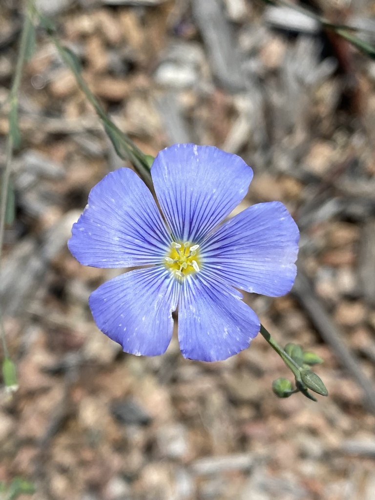 Lewis flax in April 2022 by Elliott Gordon. First flowers · iNaturalist