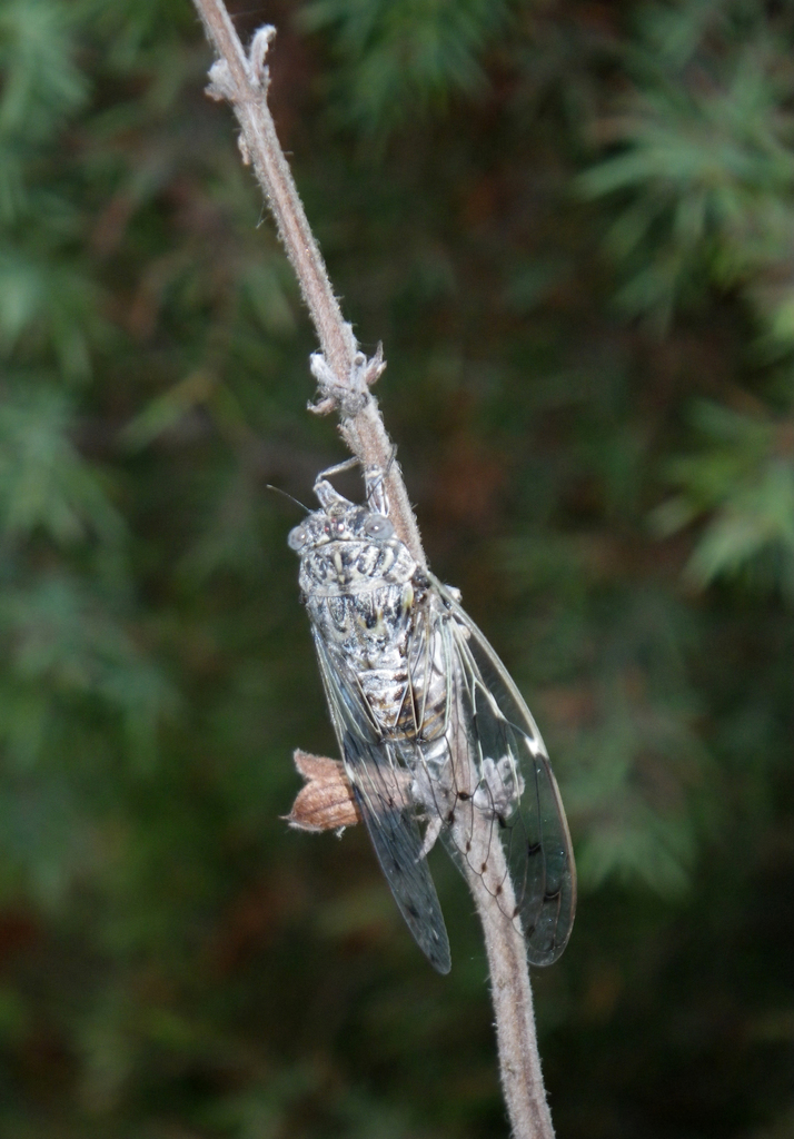Ash Cicada from Russia, Krasnodarskiy Kray, Kabardinka village N ...