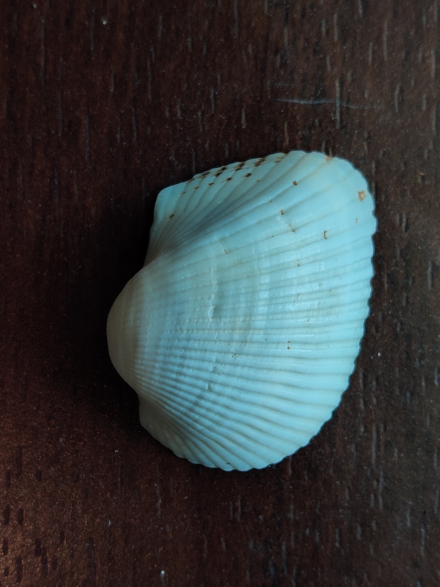 Anadara antiquata (Linnaeus, 1758)