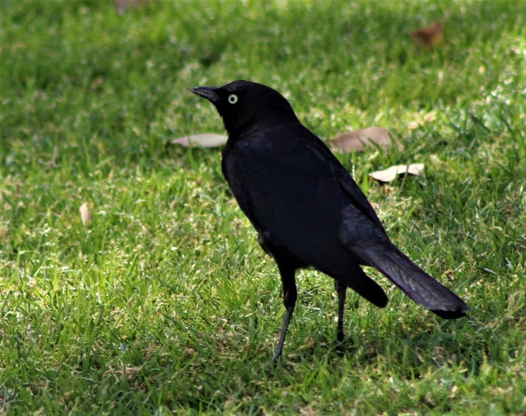 Brewer's Blackbird from Imperial County, CA, USA on April 09, 2022 at ...