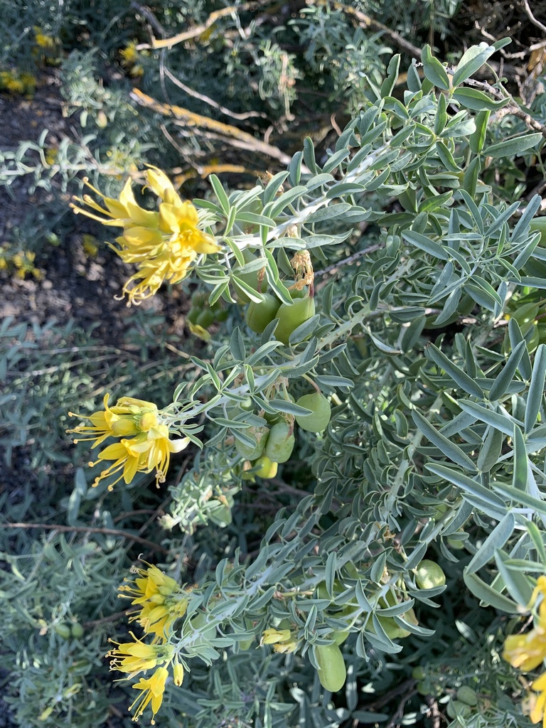 Bladderpod from Caravaggio Pl, Davis, CA, US on April 20, 2022 at 09:43 ...