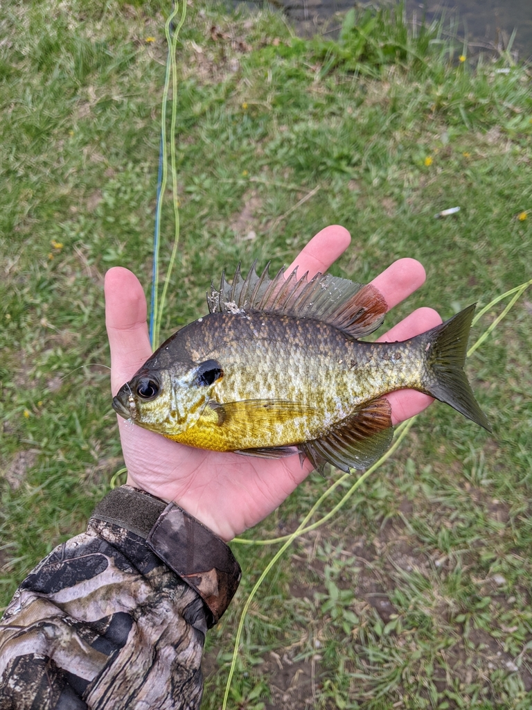 Bluegill × Redear Sunfish from Wayne Township, OH, USA on April 20 ...