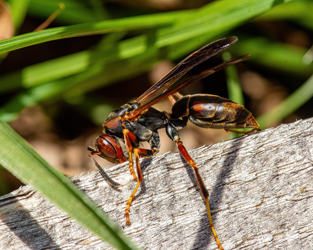 Dark Paper Wasp from Herndon, PA, USA on April 20, 2022 at 02:19 PM by ...