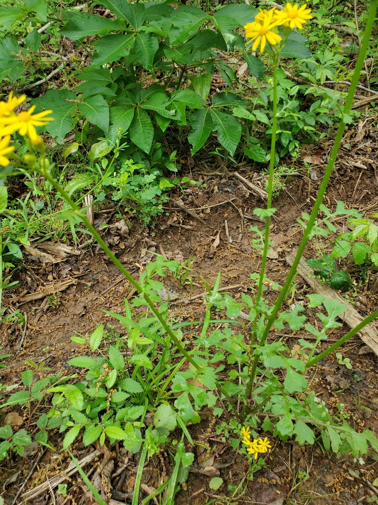 Butterweed in April 2022 by vadams · iNaturalist