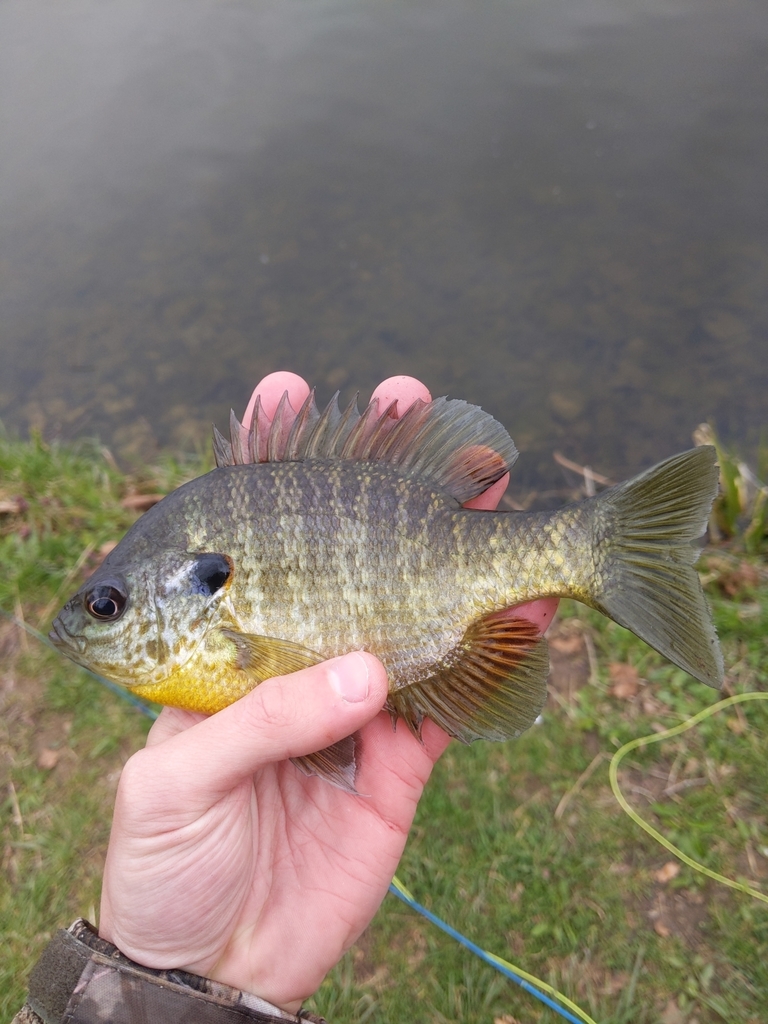 Bluegill × Redear Sunfish from Wayne Township, OH, USA on April 20 ...
