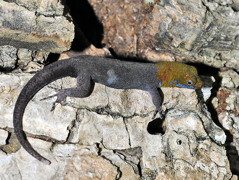 Yellow-headed Gecko from Reparto Plaza de la Revolución, Holguín, Cuba ...