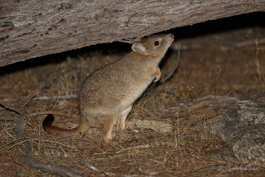 Woylie (Bettongia penicillata) - Know Your Mammals