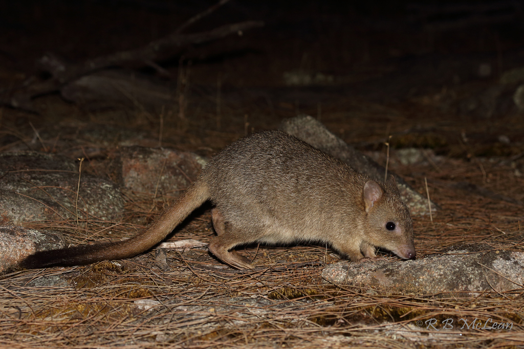 Woylie (Bettongia penicillata) - Know Your Mammals