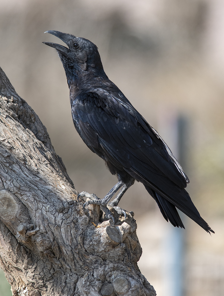 Fan-tailed Raven from Be'er Sheva, Israel on September 11, 2019 at 08: ...