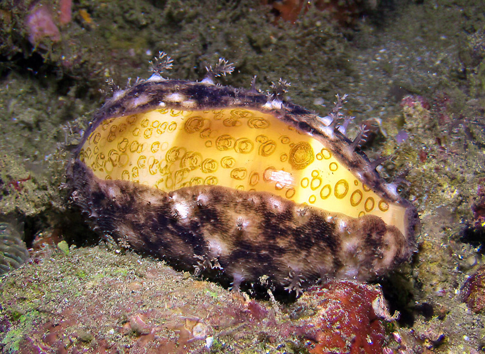 Eyed Cowrie from Mabini, Batangas, Philippines on May 07, 2016 by ...