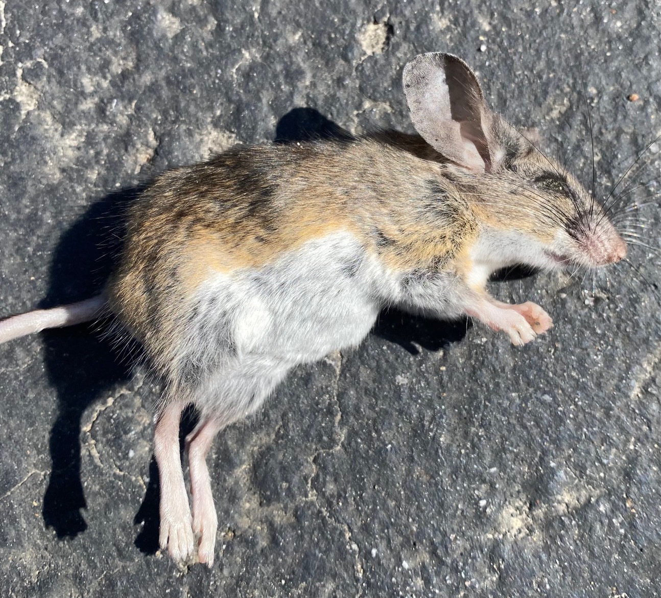 Peromyscus truei (Shufeldt, 1885)