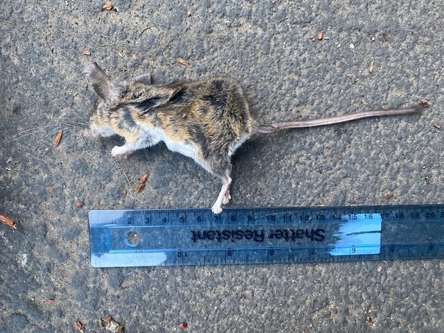Peromyscus truei (Shufeldt, 1885)