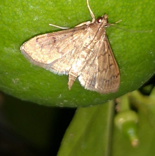 Dusky Herpetogramma Moth from Mérida, Yuc., México on March 18, 2022 at ...