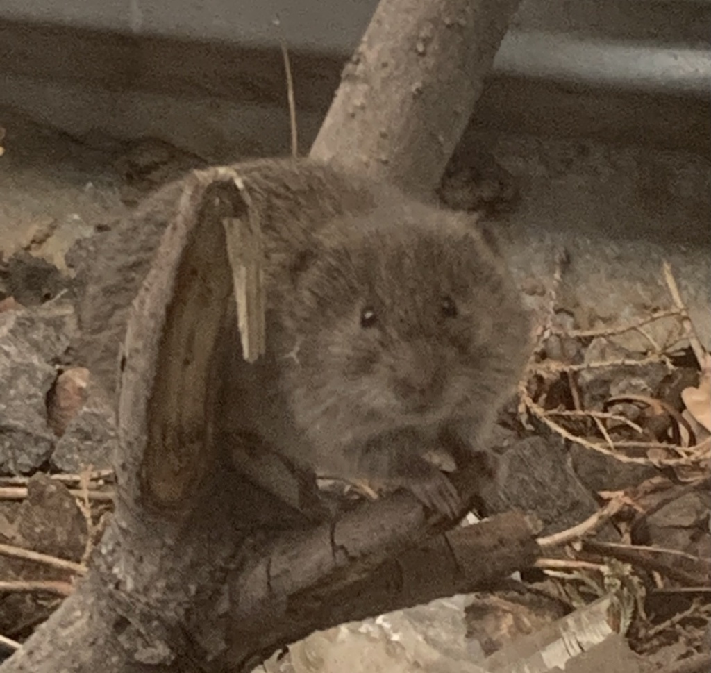 Western Meadow Vole (Microtus drummondii) - Know Your Mammals