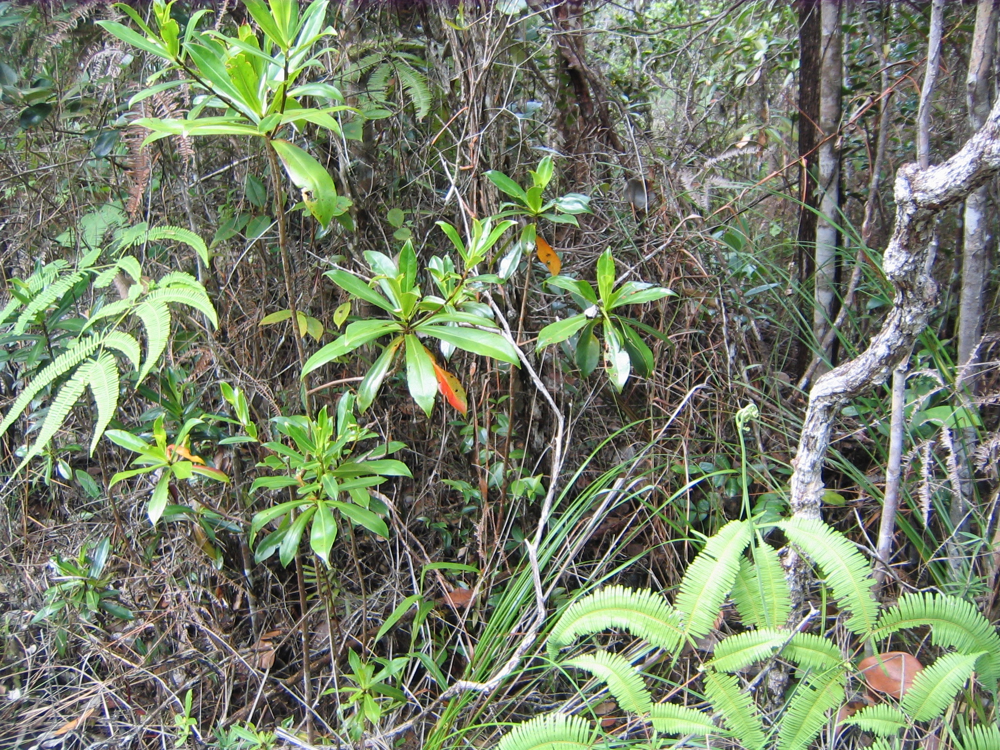 Ploiarium alternifolium (Vahl) Melch.