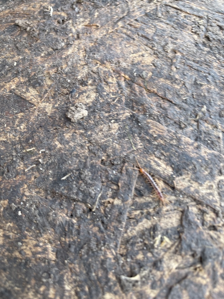 Stone Centipedes from Ballfield Stadium Rd, Prague, OK, US on April 20 ...