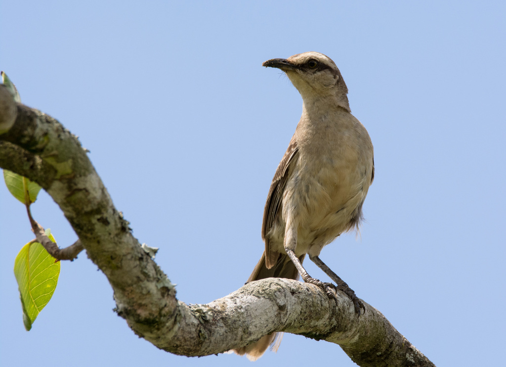 (Mimus saturninus arenaceus) - Avian Discovery