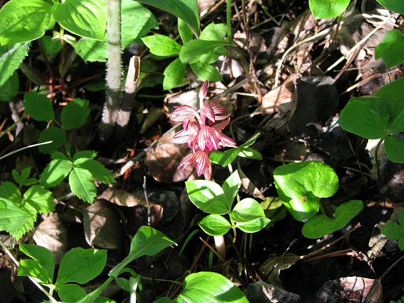Striped Coralroot from Peace River, BC, Canada on June 08, 2008 at 06: ...