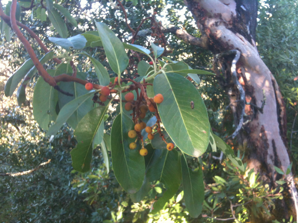 Pacific madrone (Handbook for the Native Trees of Oregon) · iNaturalist