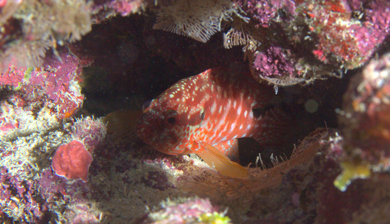 Cephalopholis leopardus (Lacepède, 1801)