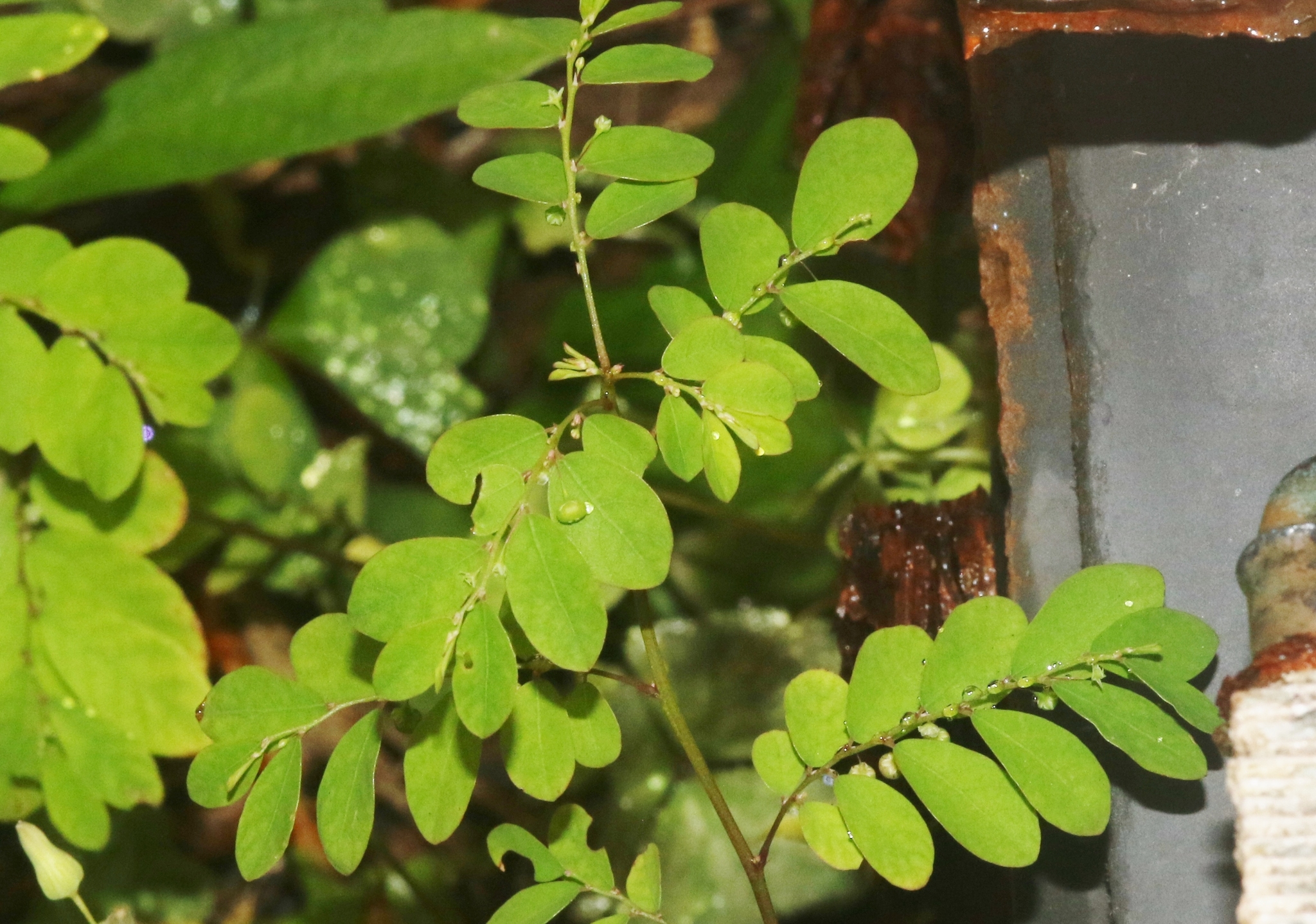 Phyllanthus niruri L.