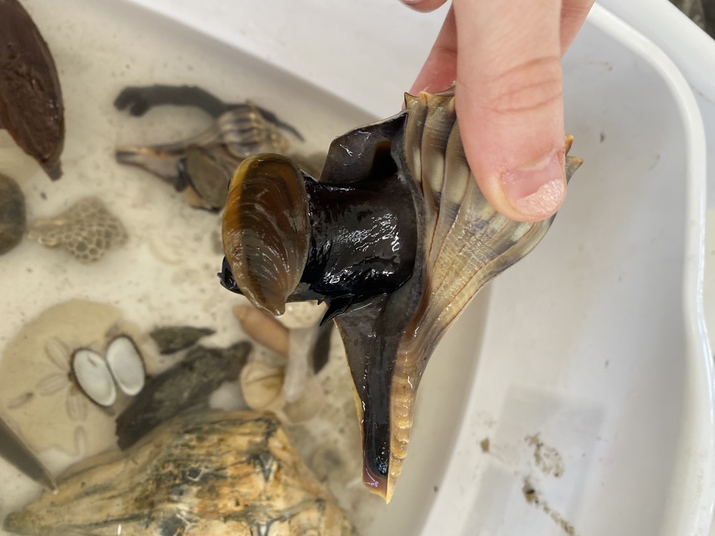Lightning Whelk from Crabhall Rd, Georgetown, SC, US on April 1, 2022 ...