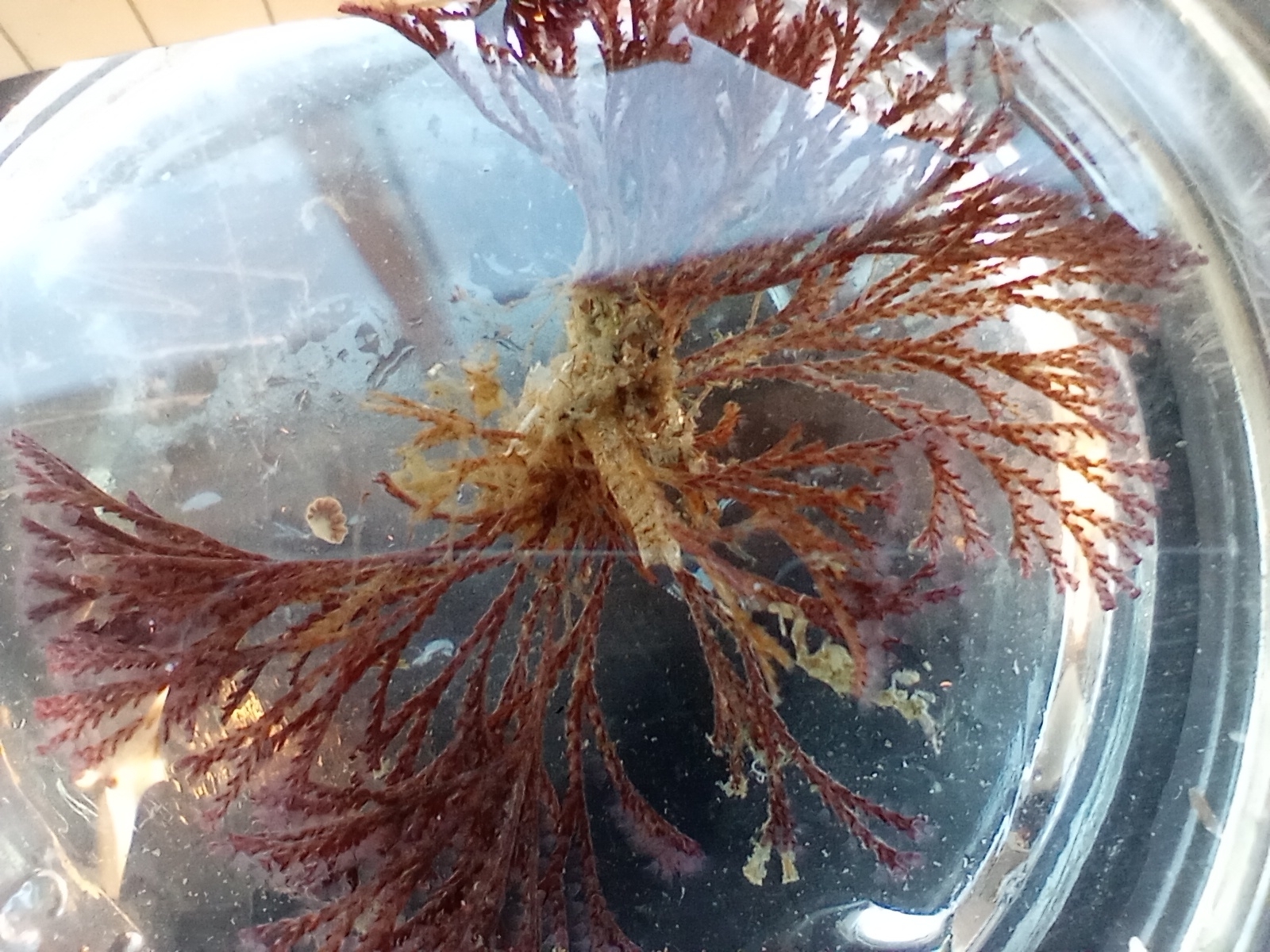 Bugula neritina (Linnaeus, 1758)