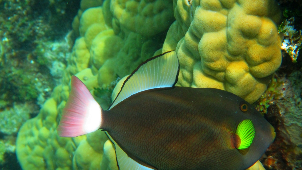 Pinktail Triggerfish from Moorea, Polinesia Francesa on February 12 ...
