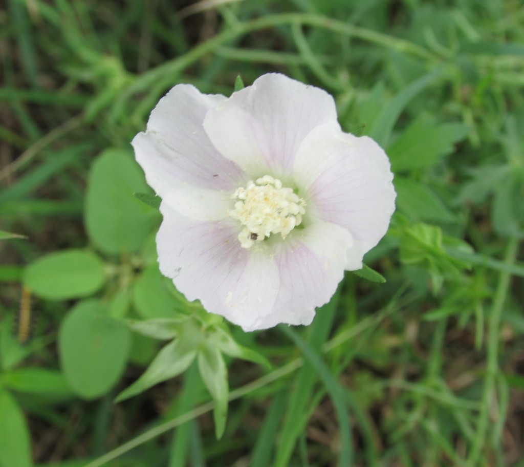 Slim-lobe poppy-mallow from Granger Lake Area, Williamson Co., TX on ...
